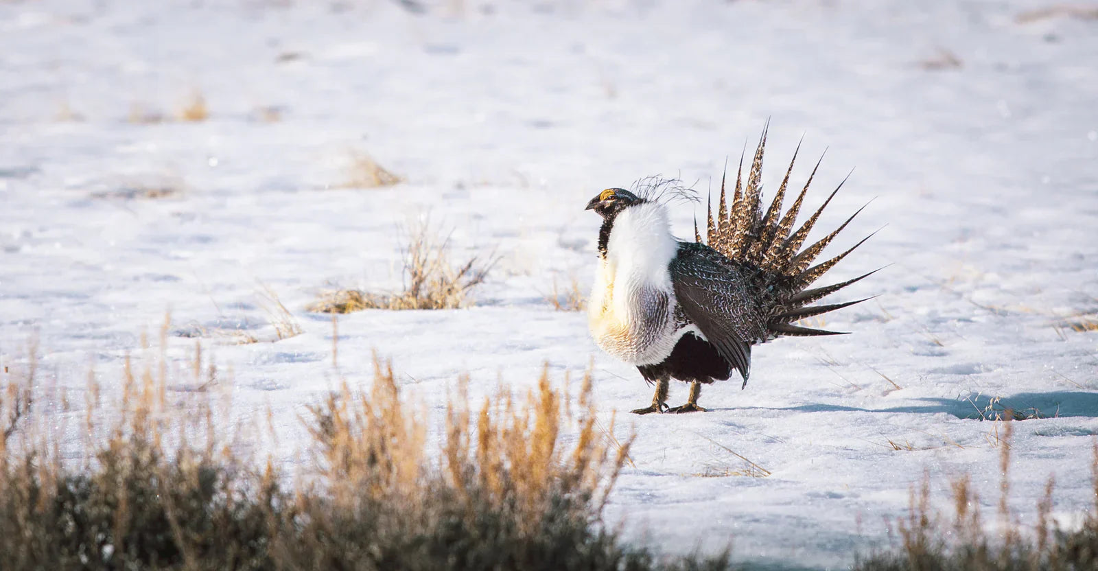 Greater Sage-grouse Lek Viewing in Southwest Wyoming – Maven UK